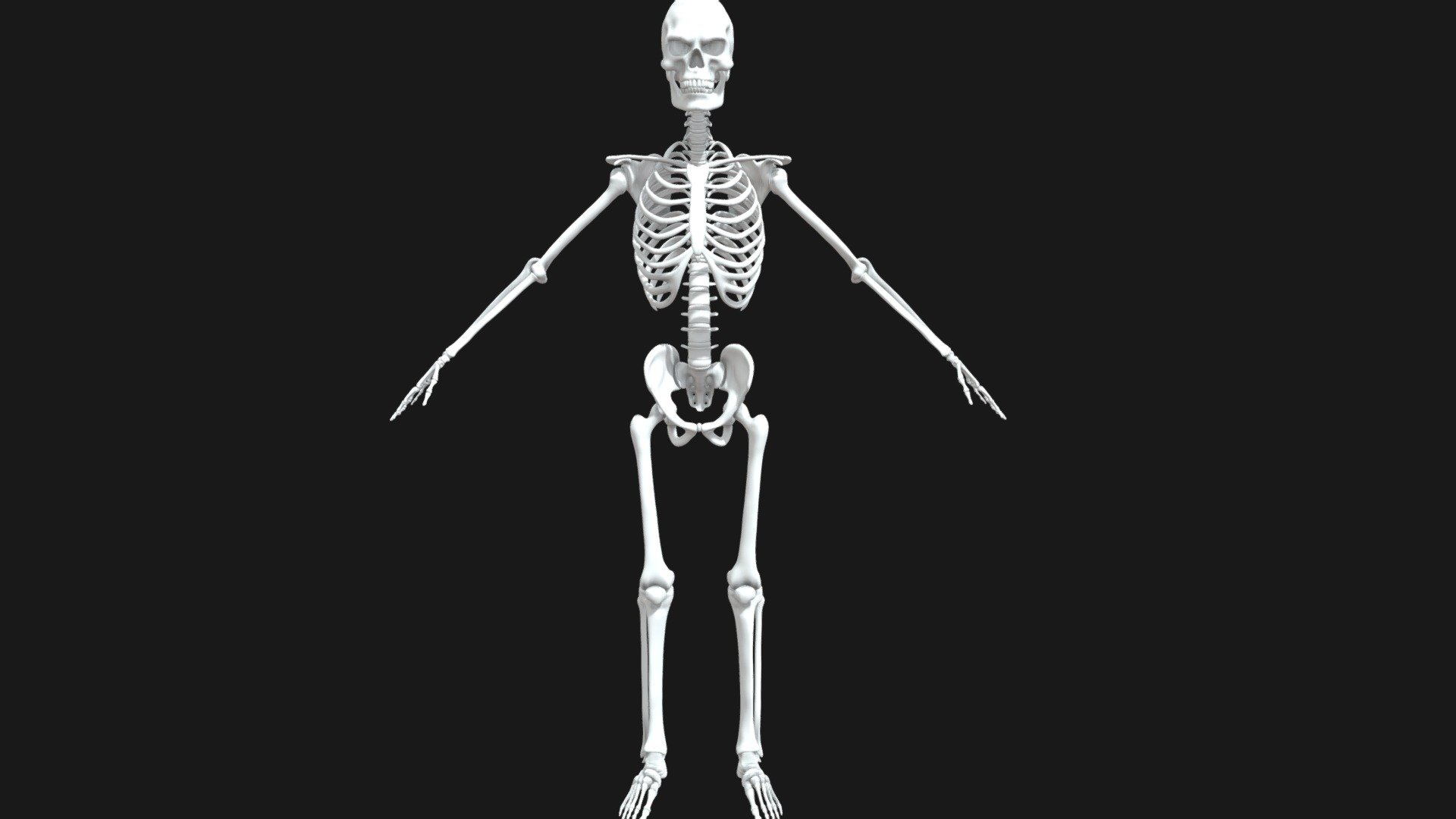 skeleton - Download Free 3D model by local.yany [7d74935] - Sketchfab