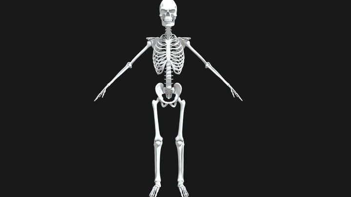 Ribcage 3D models - Sketchfab
