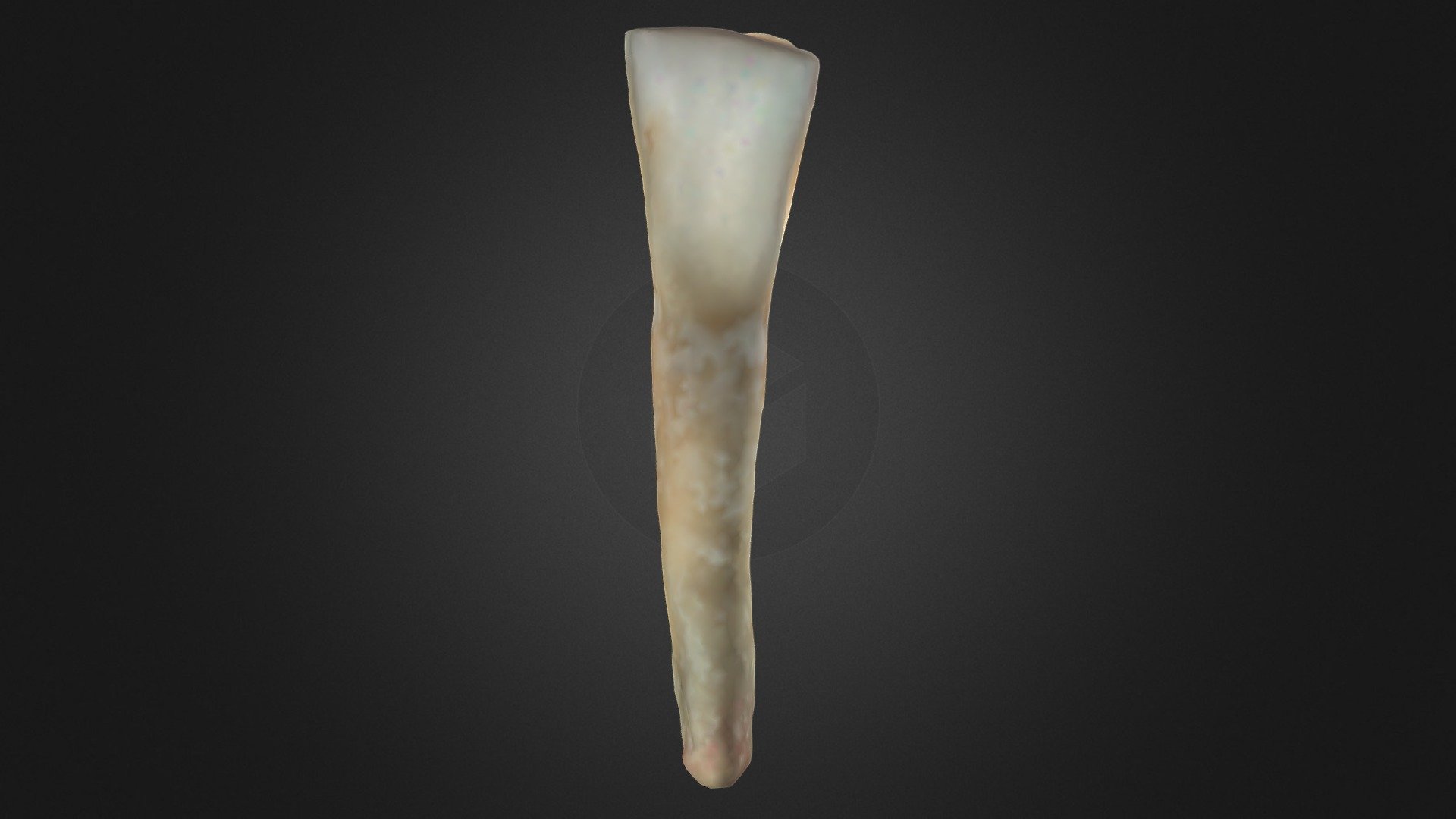 Dente 32 - Lower Left Lateral Incisor (ID 32a) - Download Free 3D model ...