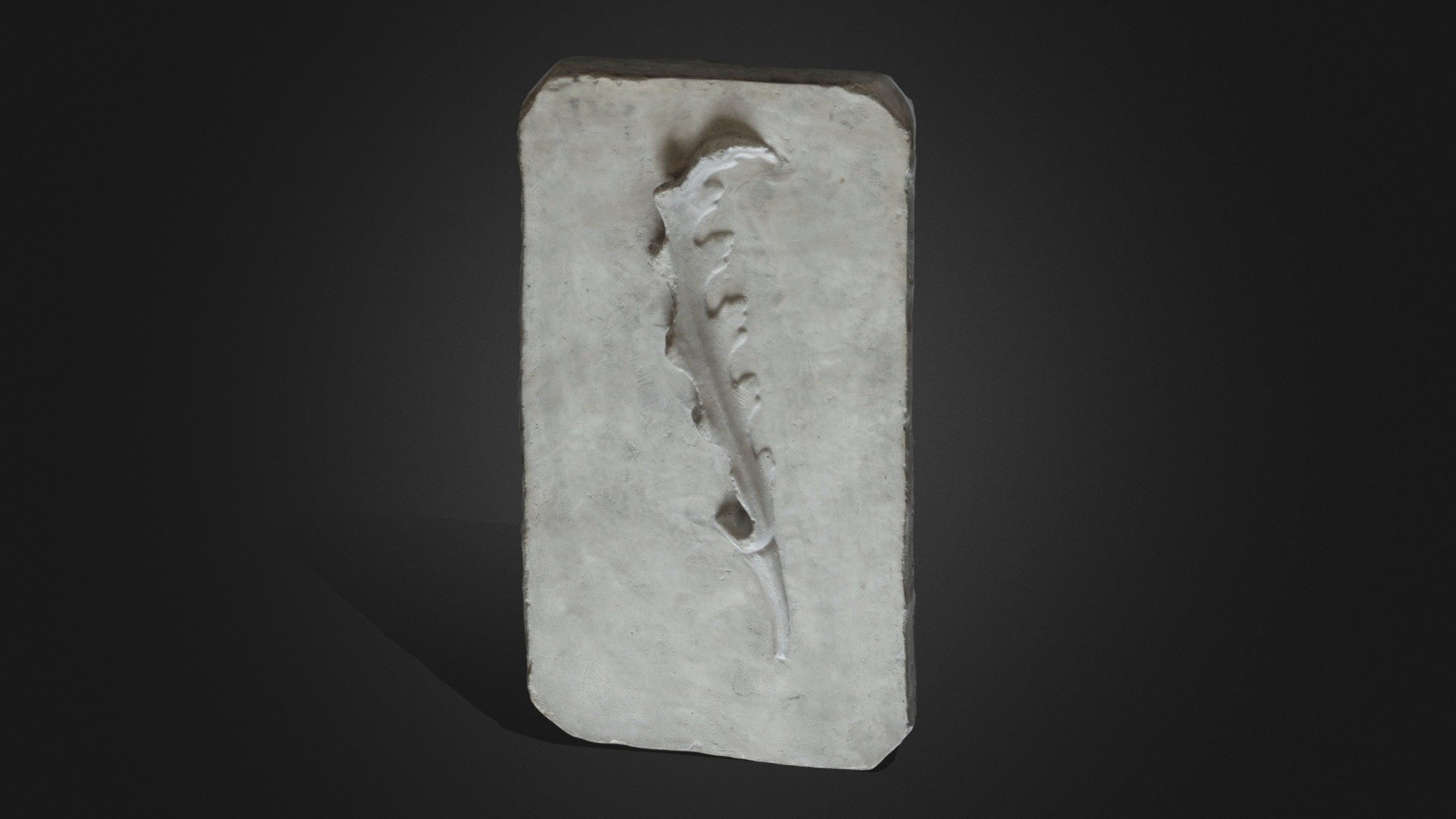 FOGLIA DI ACANTO - 3D model by MUSEO CAMPI CARLO (@flaviaberizzi ...