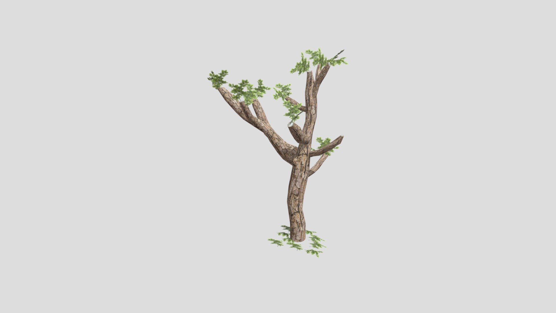 Tree - 3D model by chooff [7d827a5] - Sketchfab