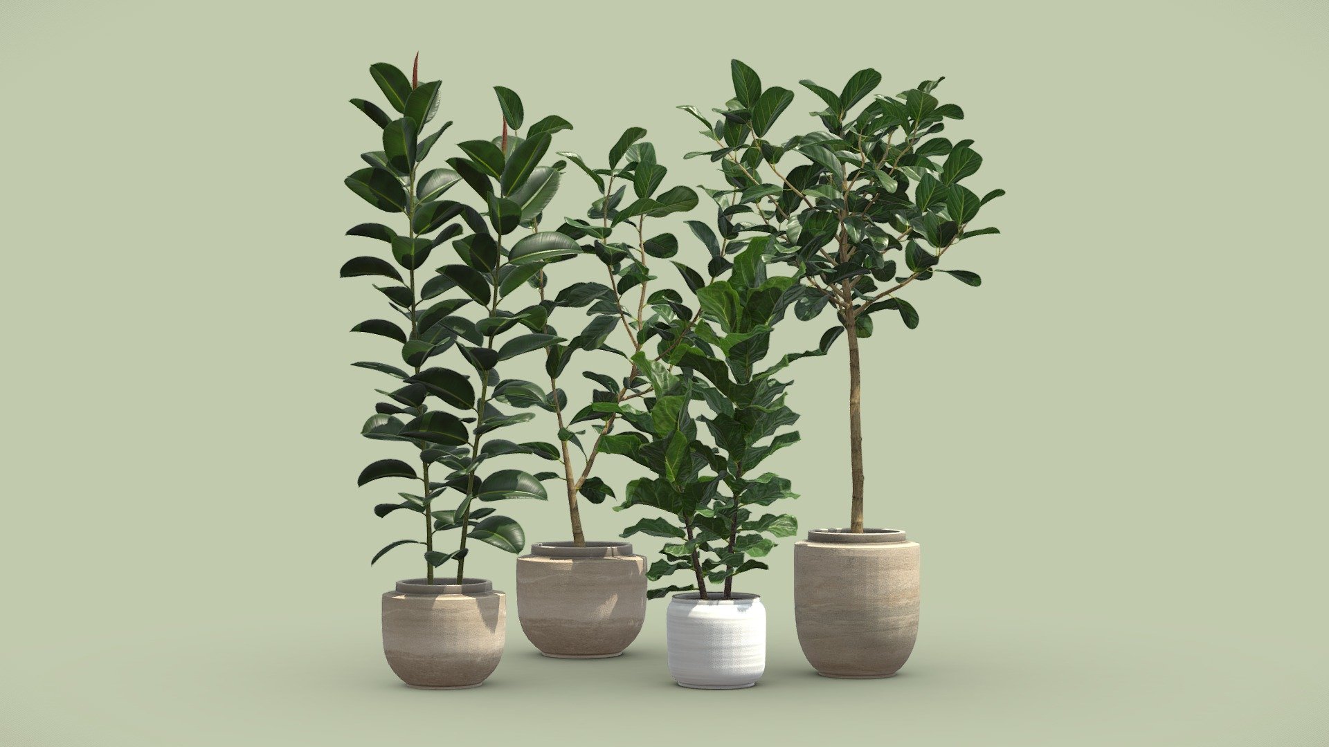 Ficuses Pack - Buy Royalty Free 3D model by AllQuad [7d89a7c ...