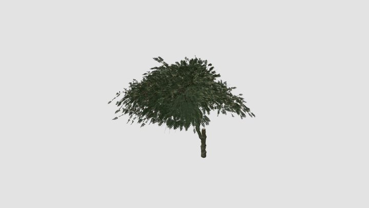 Rhus 3D models - Sketchfab