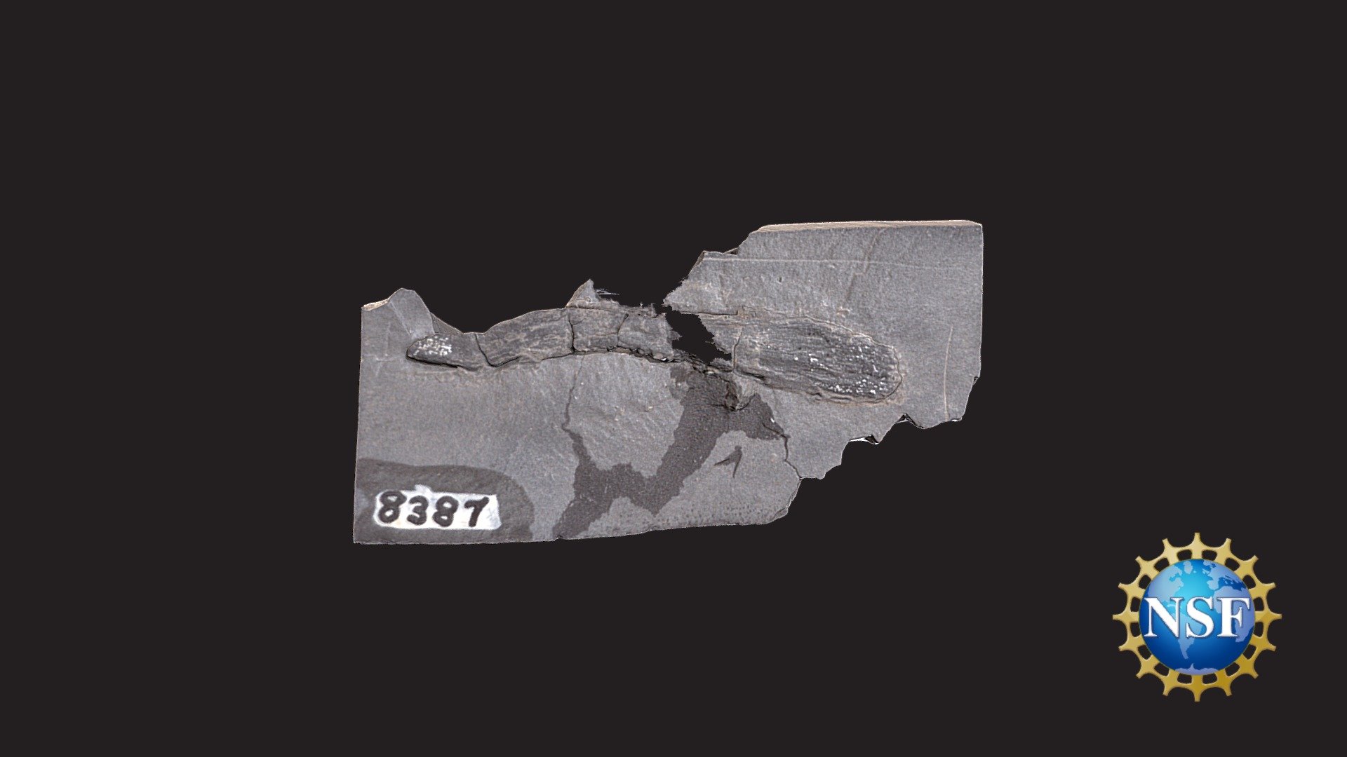 CMNH 8387 Micro Arthrodire Infragnathal - 3D model by Cleveland Museum ...