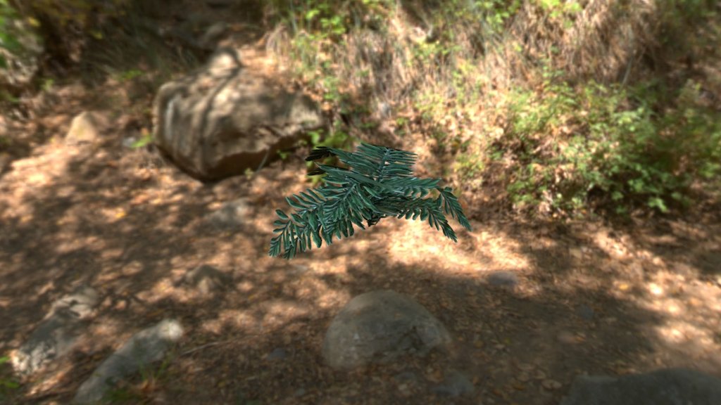 Animated Fern - 3D model by Arisen [7d99887] - Sketchfab