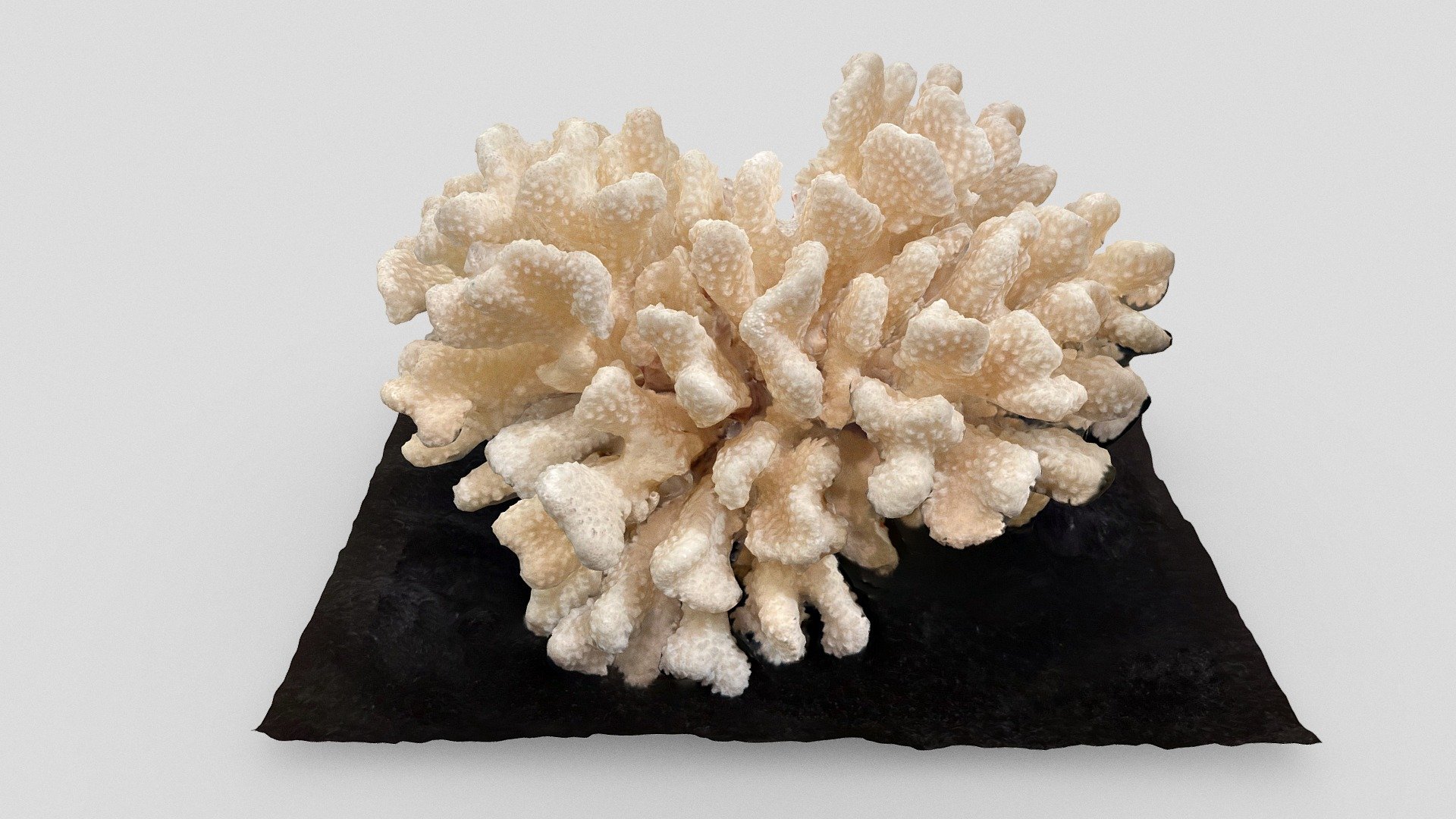 Coral - Download Free 3D model by Emm (@edemaistre) [7da1826] - Sketchfab