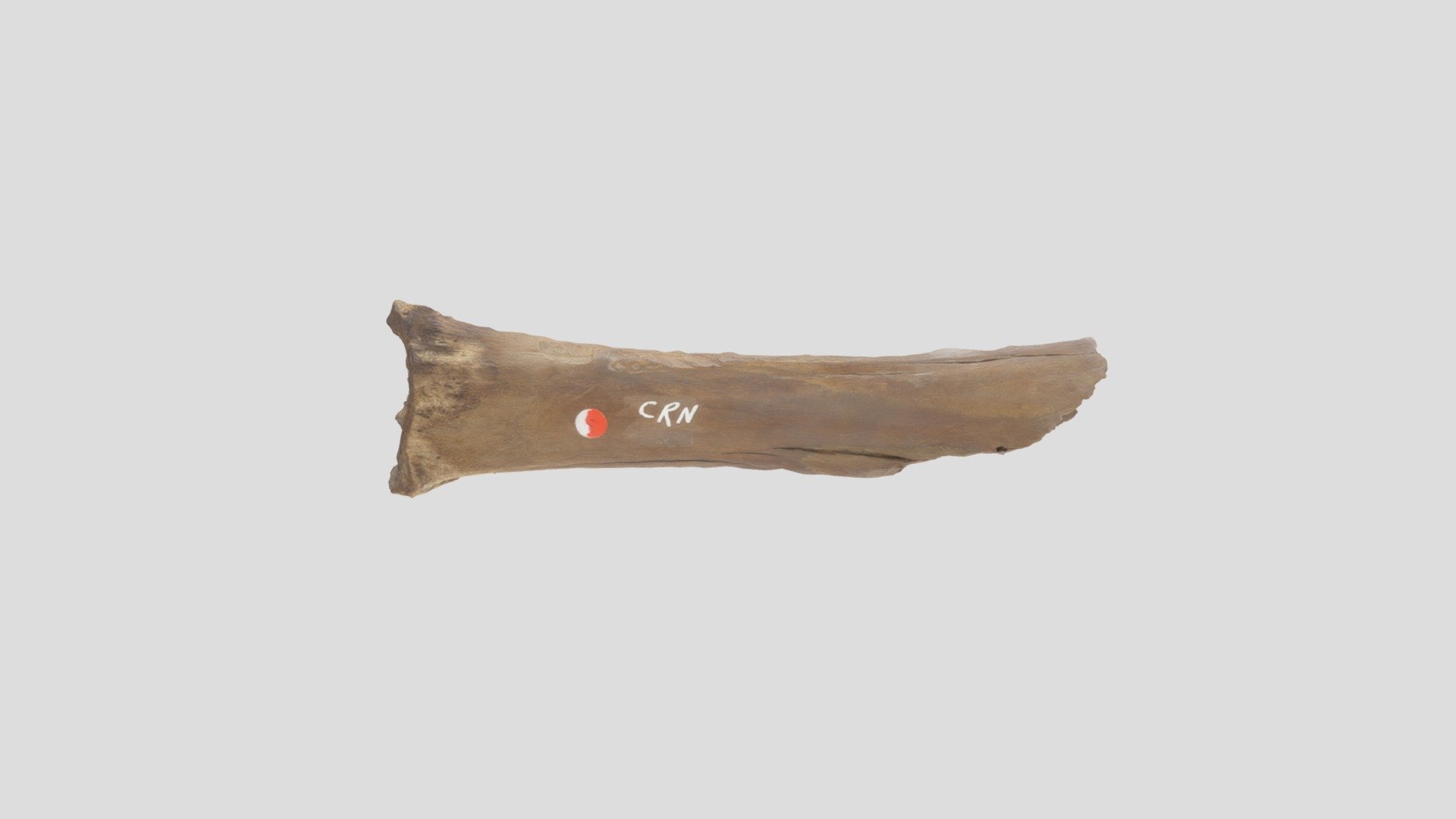 COW TIBIA 1 - Download Free 3D model by YBYW8 [7da3703] - Sketchfab