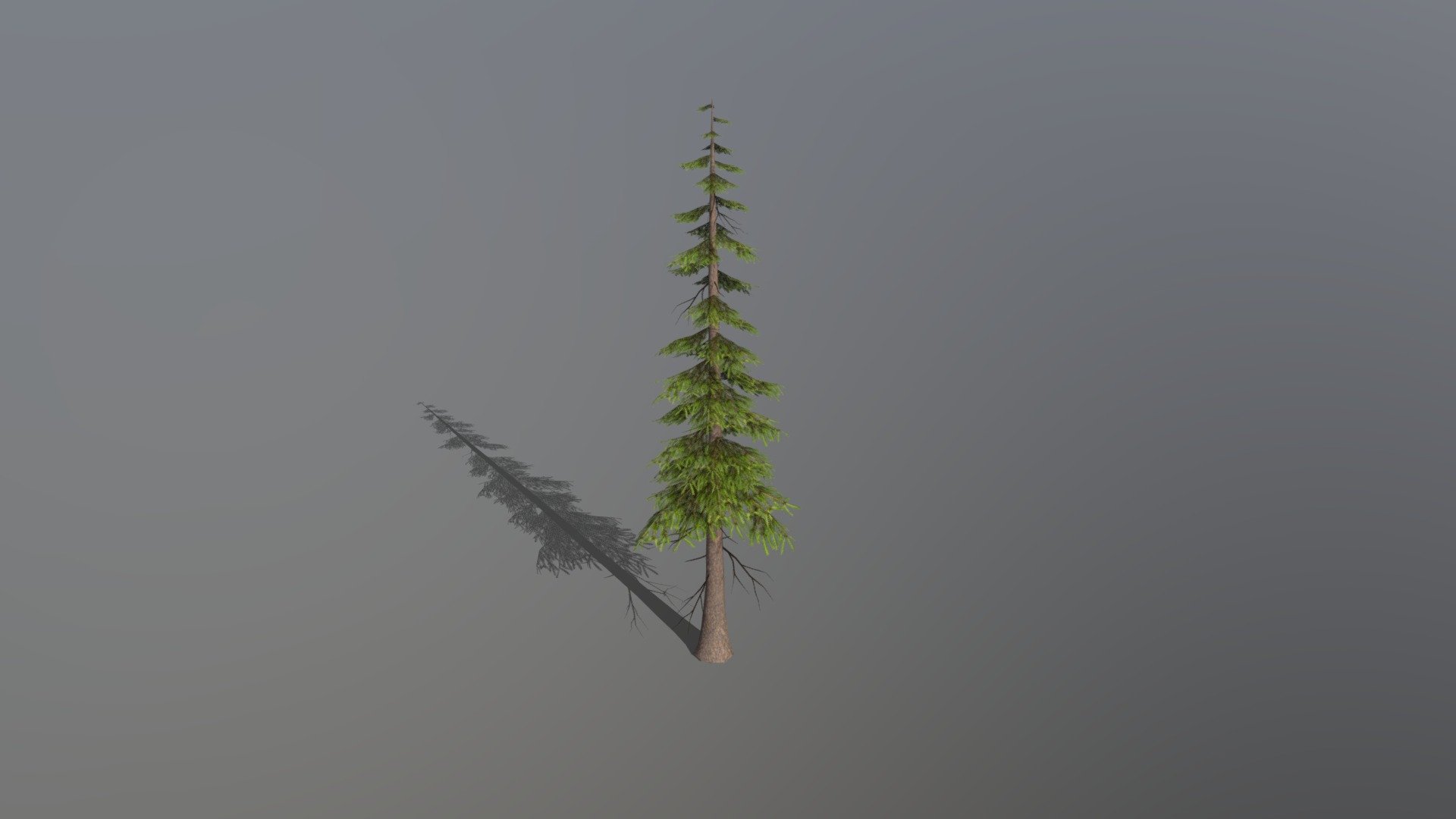 Tree 3d model Fir Spruce Pine - Download Free 3D model by High Quality ...