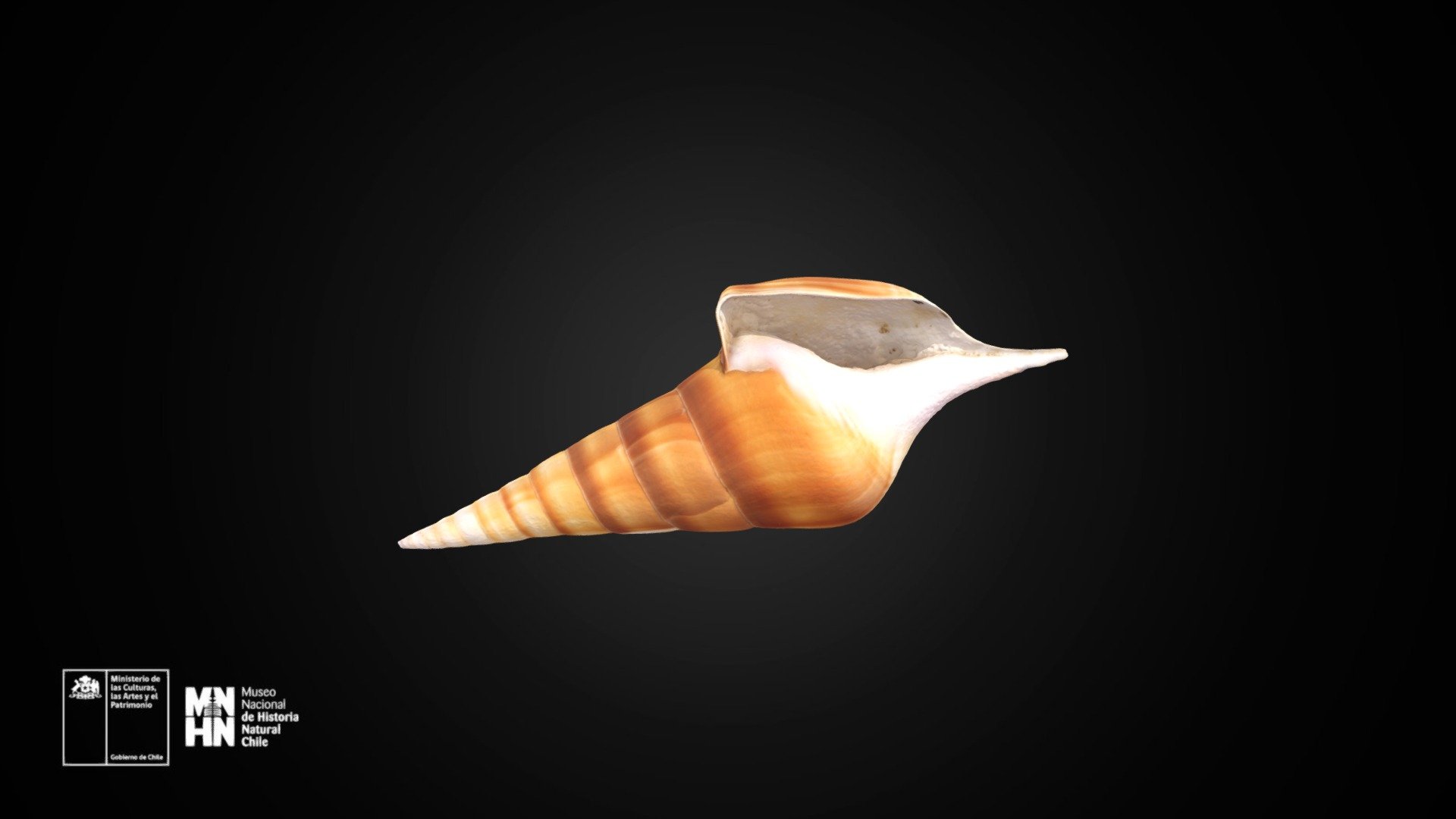 Tibia curta 2402 (G. B. Sowerby II, 1842) - Download Free 3D model by ...