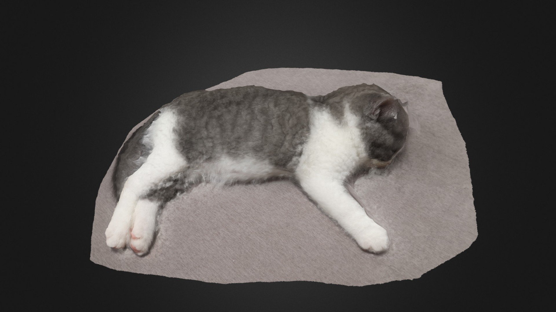 My cat Jojo 5/2021 - Download Free 3D model by Leo Fossa (@utsuki ...