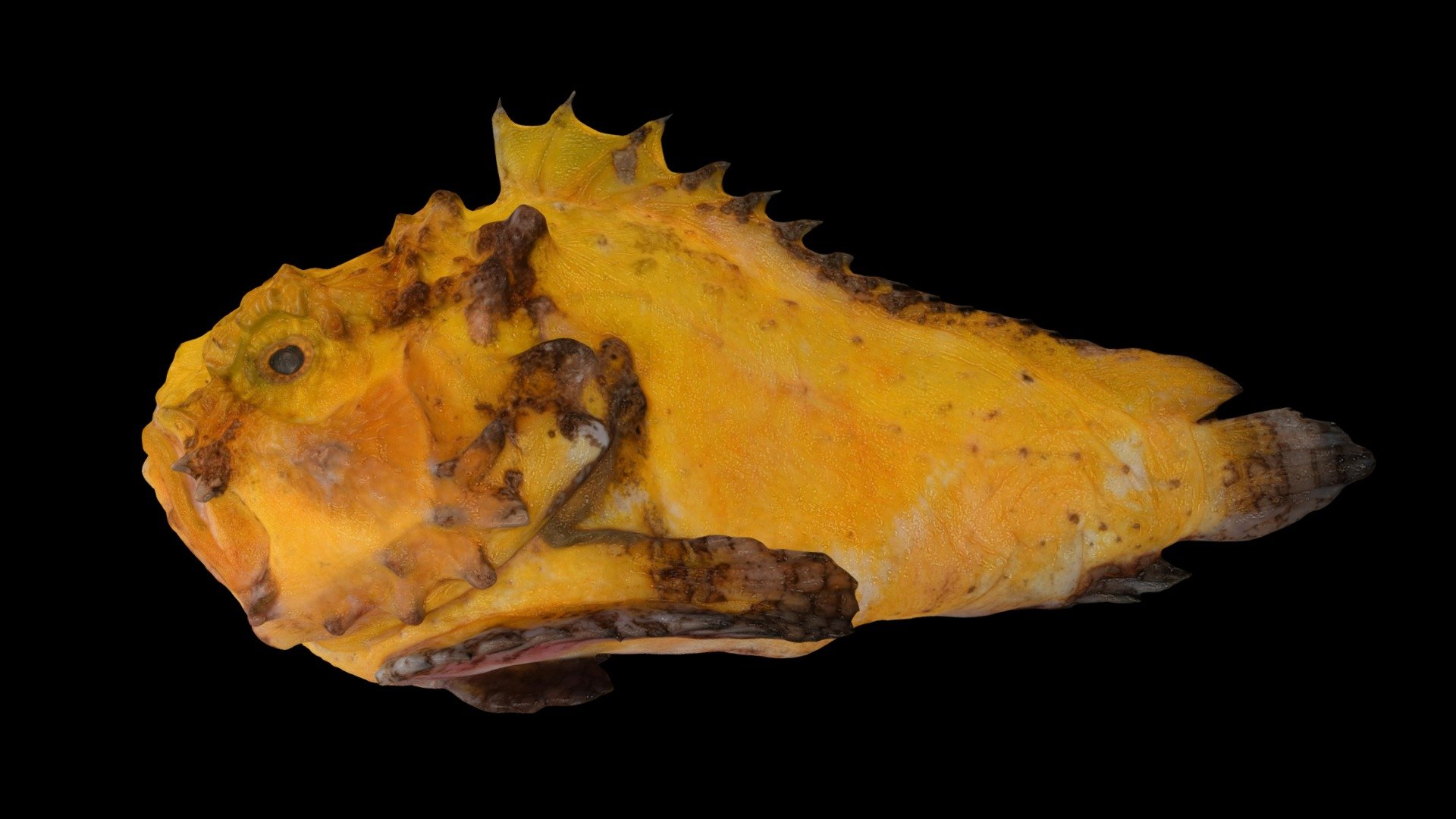 ダルマオコゼ 🐟 Pitted Stonefish, Erosa erosa - Download Free 3D model by ...