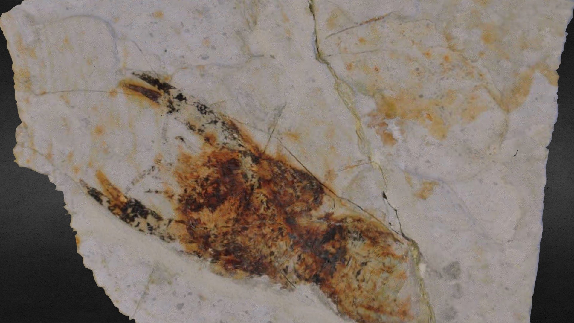 CRAYFISH - 3D model by 3D Fossils (@conqueror78) [7dbed7e] - Sketchfab