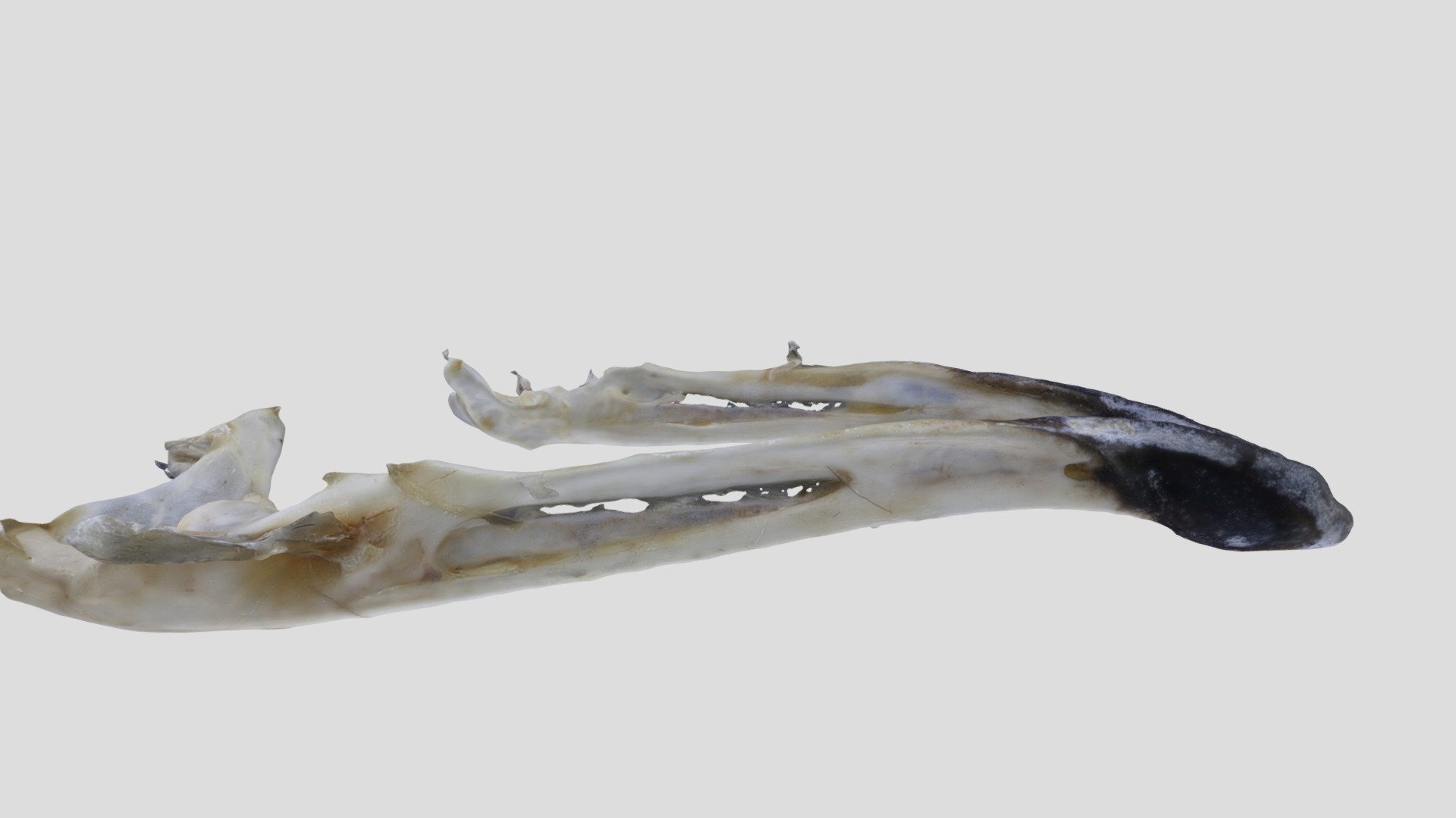 UWYMV:Bird:5882, Aegolius acadicus, Mandible - Download Free 3D model ...