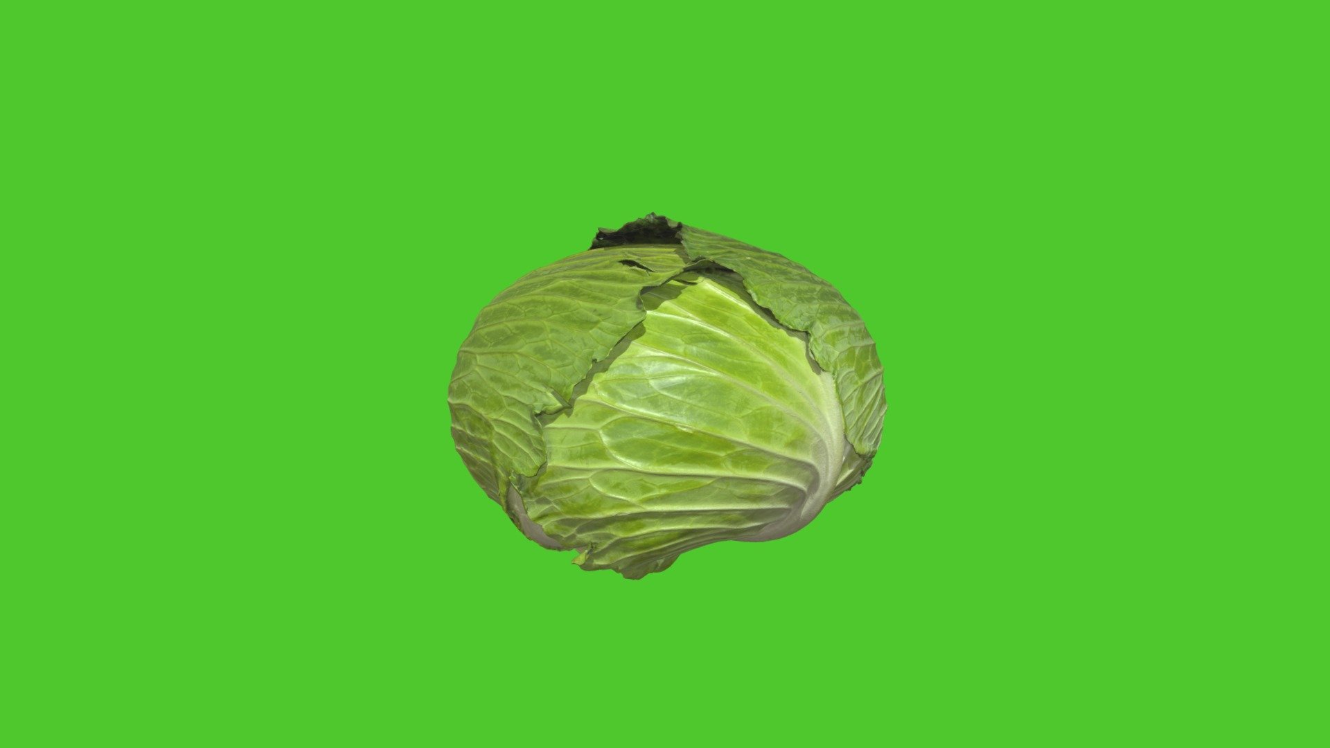 cabbage - Download Free 3D model by ap-school [7dc56cb] - Sketchfab