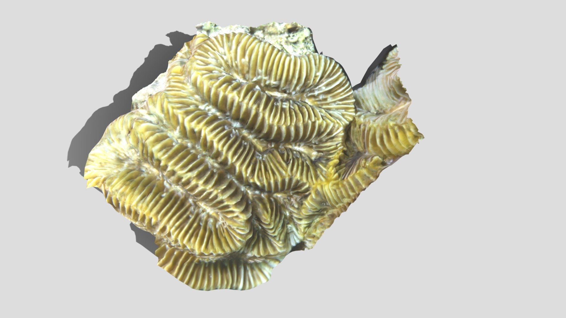 Maze Coral / Meandrina meandrites - Buy Royalty Free 3D model by Patric ...