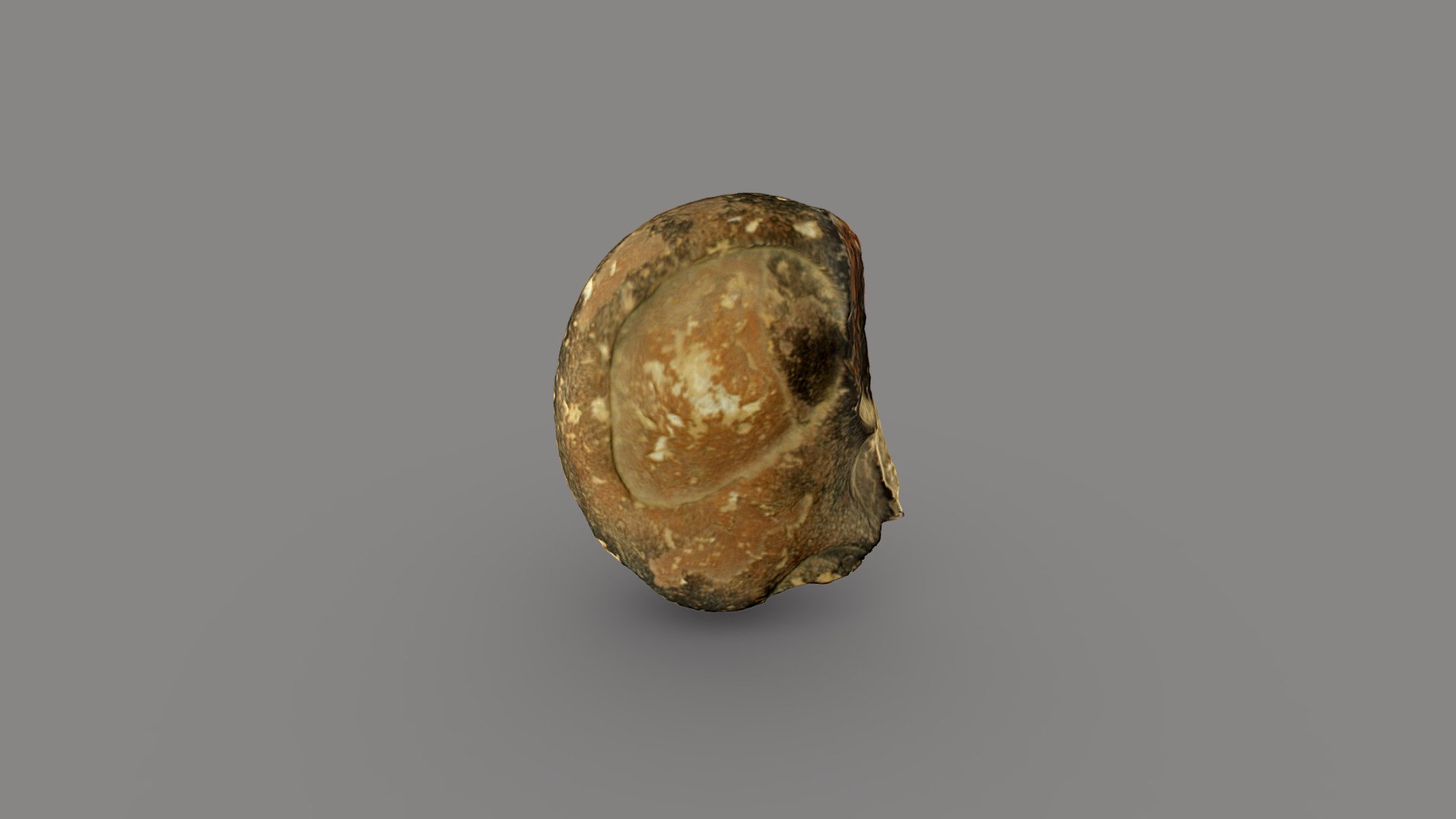Fossilized Seed - Download Free 3D model by The Herring Run Archaeology ...