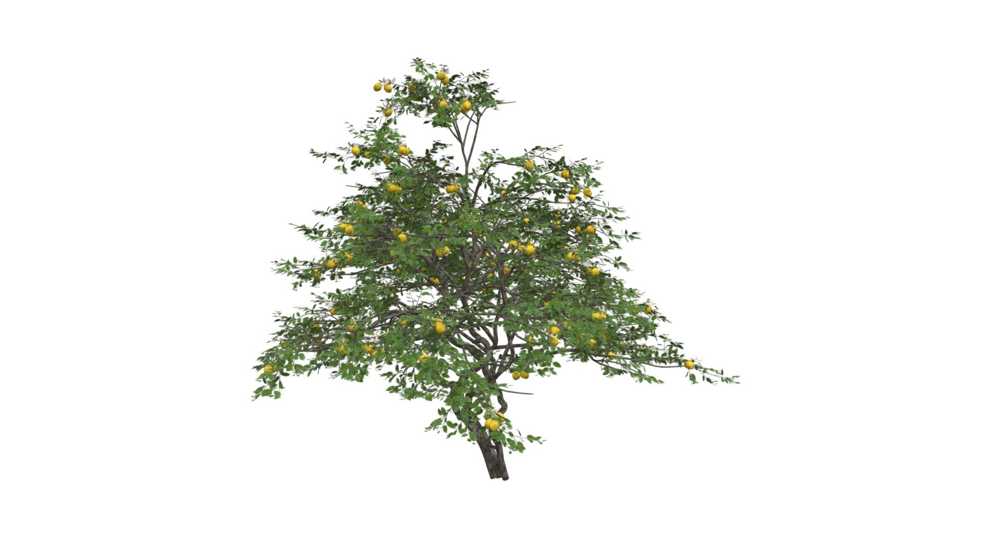 Lemon Tree #06 - Buy Royalty Free 3D model by meshshape [7dc9aff ...