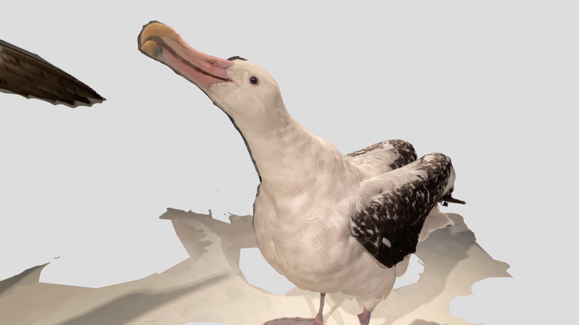 Albatross - Download Free 3D model by MattMakesSwords - Scans ...