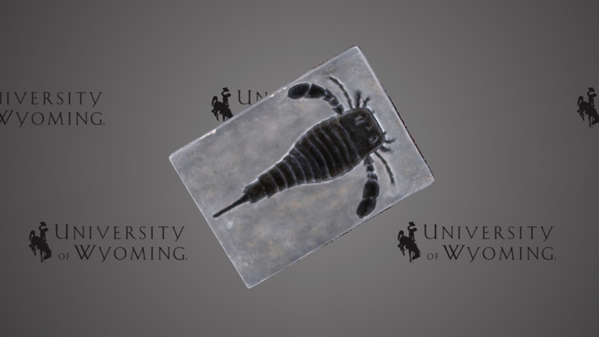 UWG Specimen, Arthropod - Download Free 3D model by University of ...