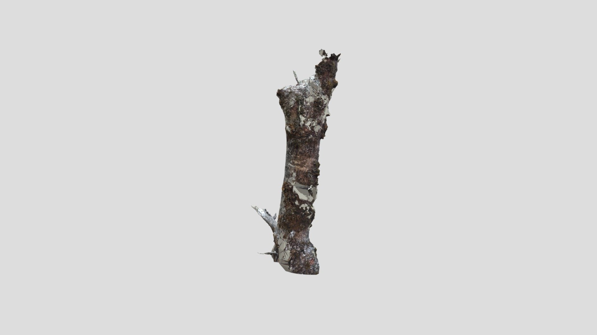 Tree Lichen in Yosemite - Download Free 3D model by garagestudios ...
