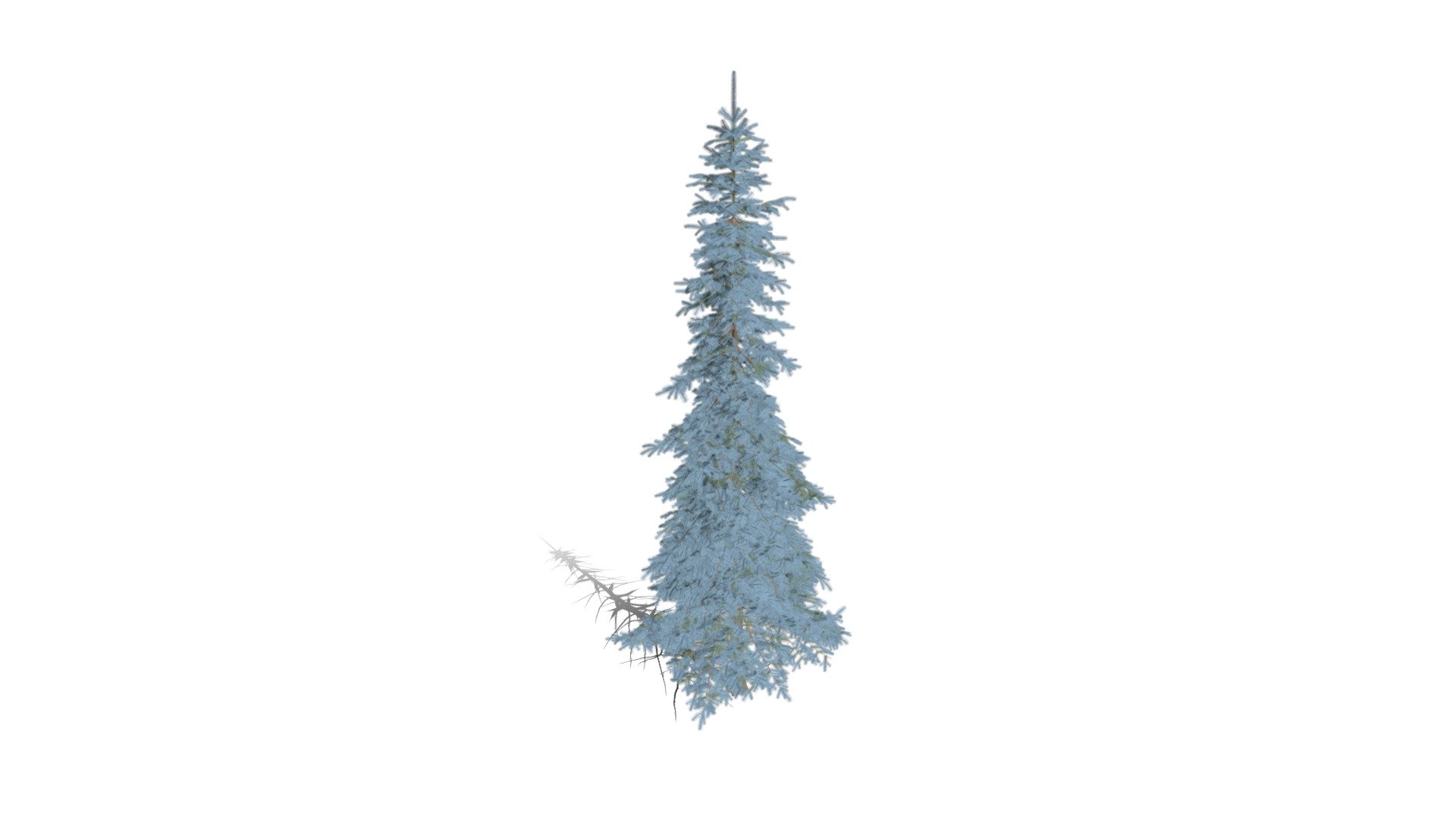 Realistic HD Colorado Blue spruce Koster (18/43) - Buy Royalty Free 3D ...