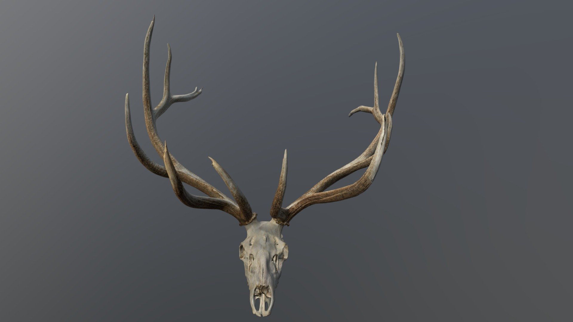 Bull Elk "Bone Bull" Utah - 3D model by PeakReplicas [7dd8f69] - Sketchfab