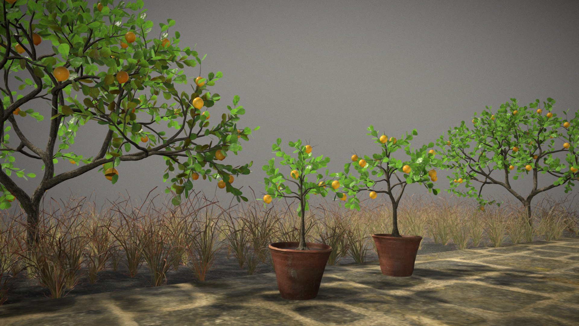 Lemon Trees - Download Free 3D model by Jagobo [7ddb656] - Sketchfab