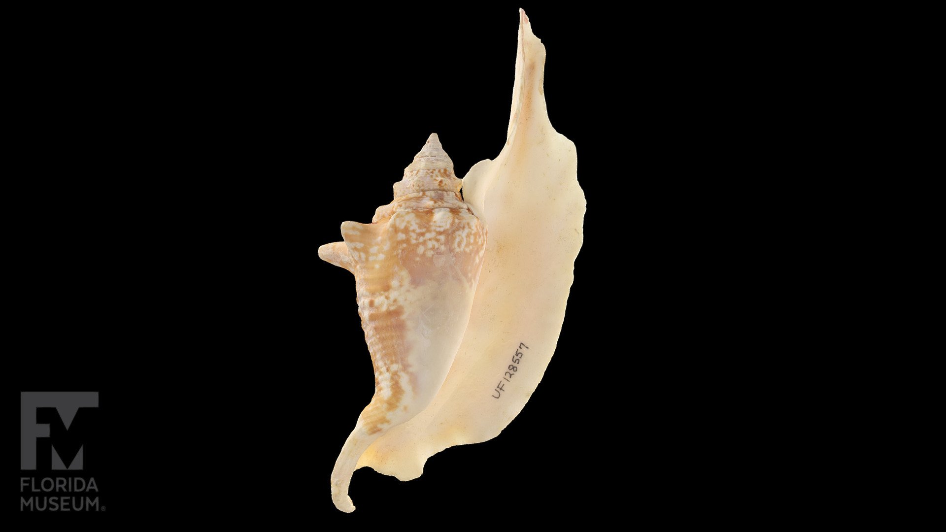 Roostertail Conch Strombus gallus - 3D model by FloridaMuseum [7ddbf6f ...