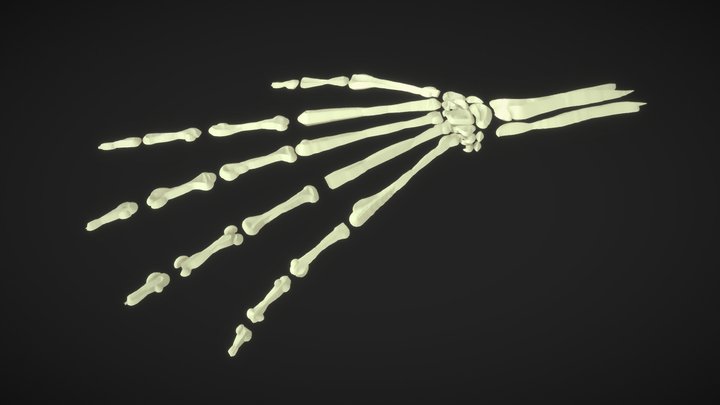 Cartilage 3D models - Sketchfab