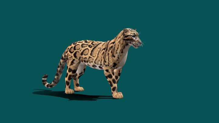 Leopard 3D models - Sketchfab
