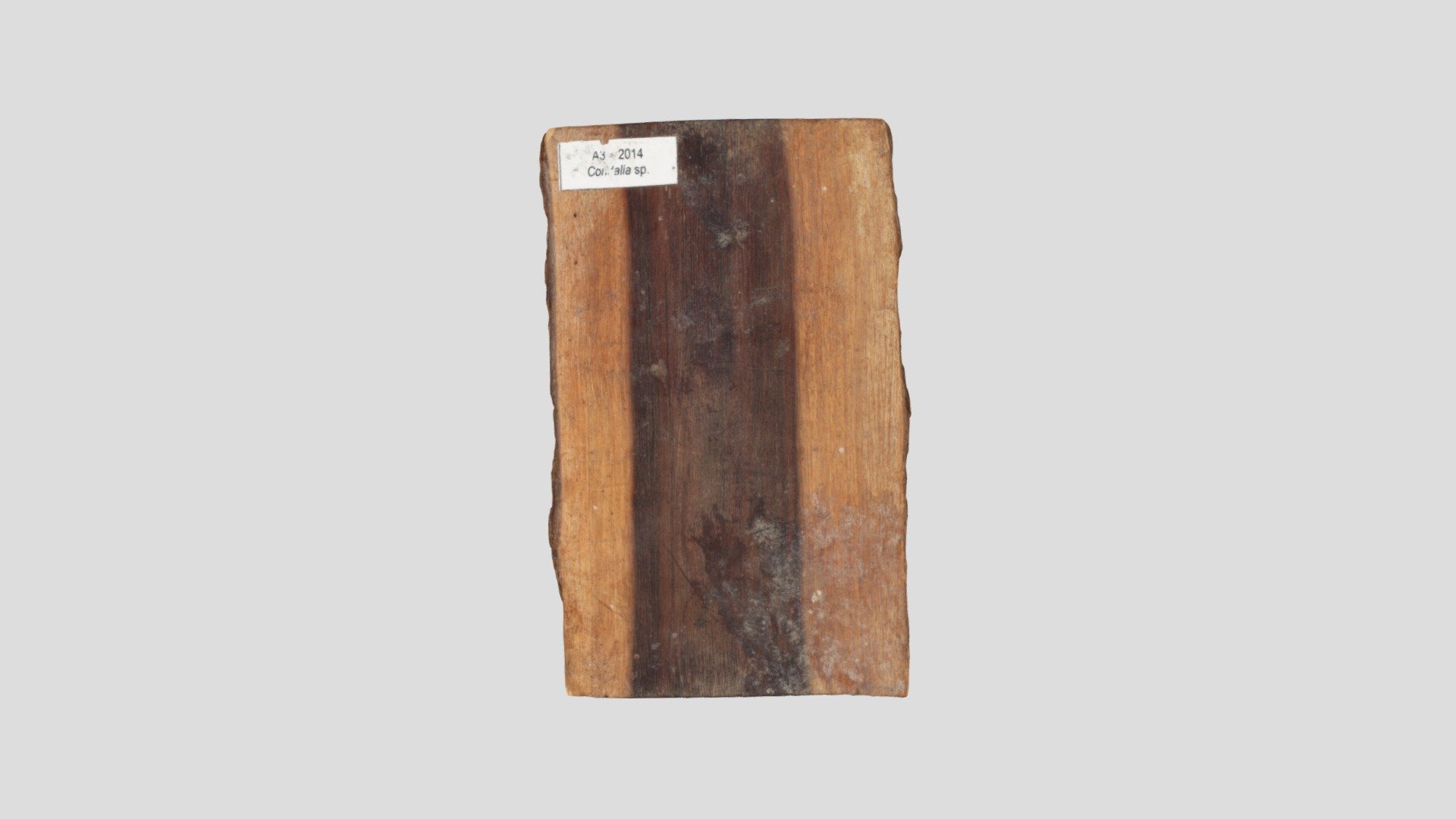 Wood Collection, Xylarium sample #2 - 3D model by SMA-UniGe [7de1bf6 ...