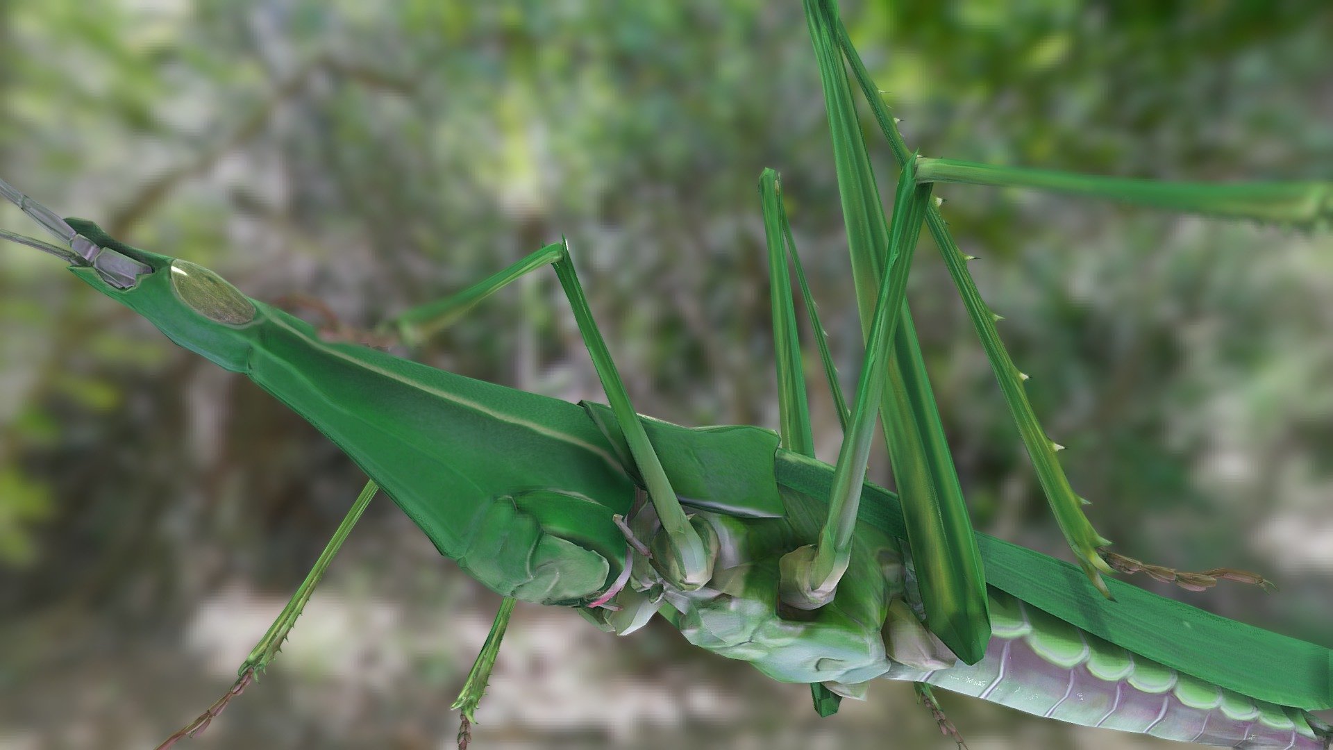 Acrida cinerea - Buy Royalty Free 3D model by Boycraft [7de3b43 ...