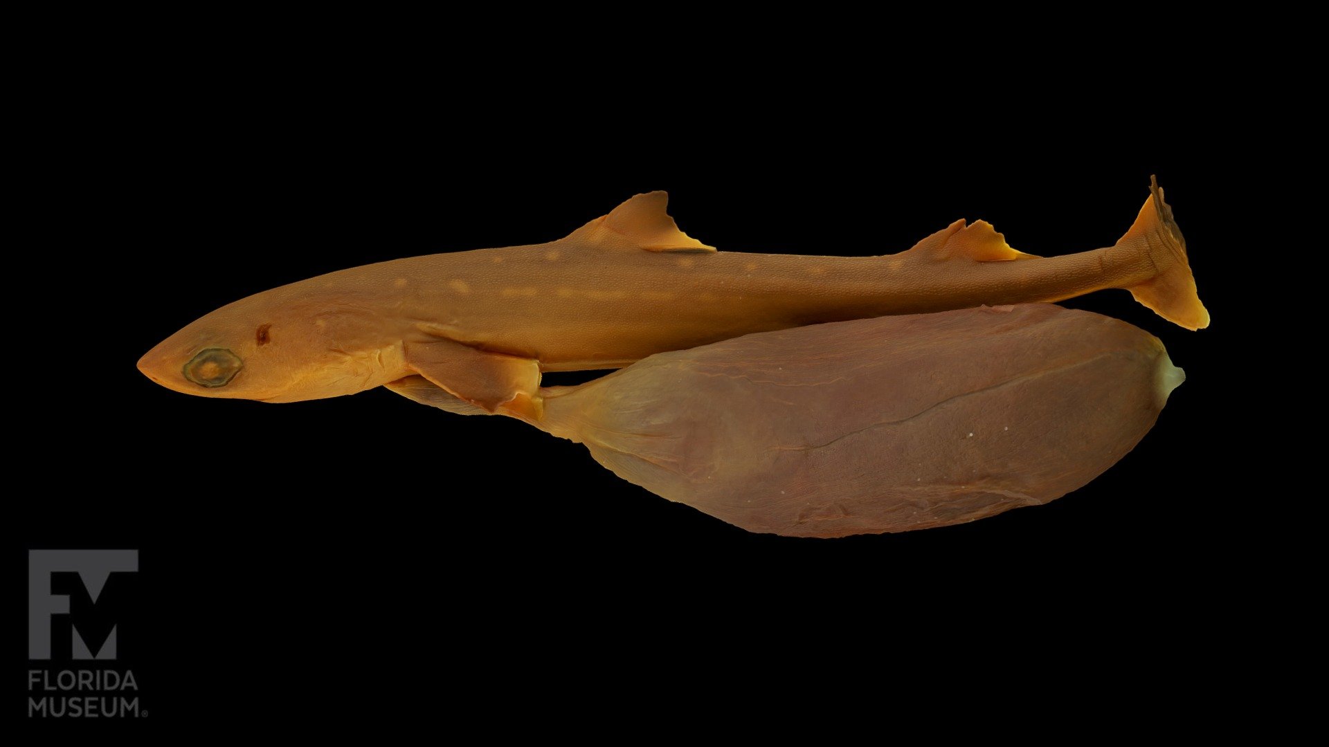 Spiny Dogfish Fetus Yolk Sac (UF 160002) - 3D model by FloridaMuseum ...