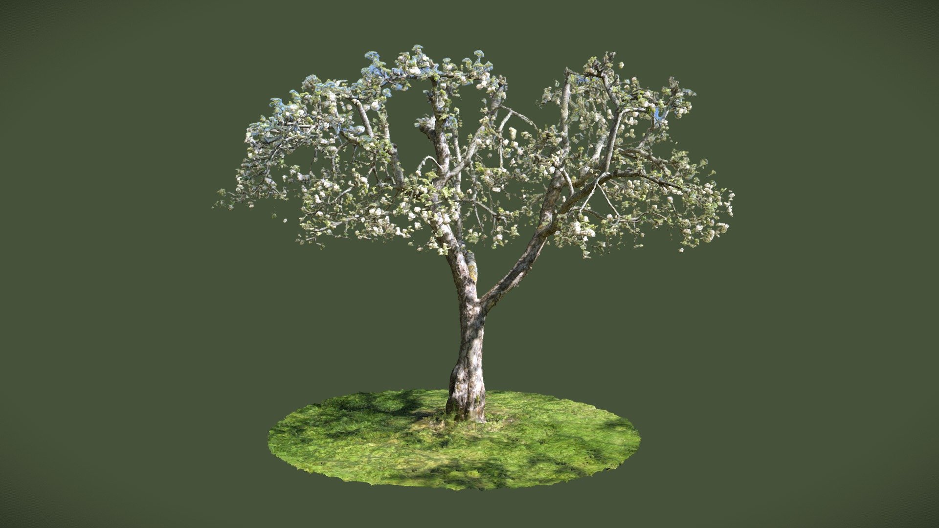 Blossoming apple tree - Download Free 3D model by Lassi Kaukonen ...