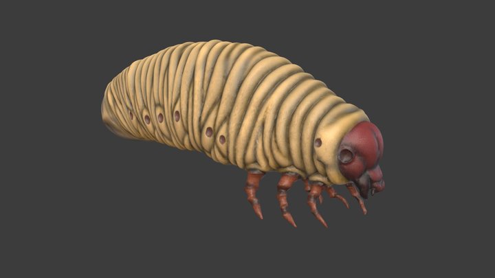 Larvae 3D models - Sketchfab