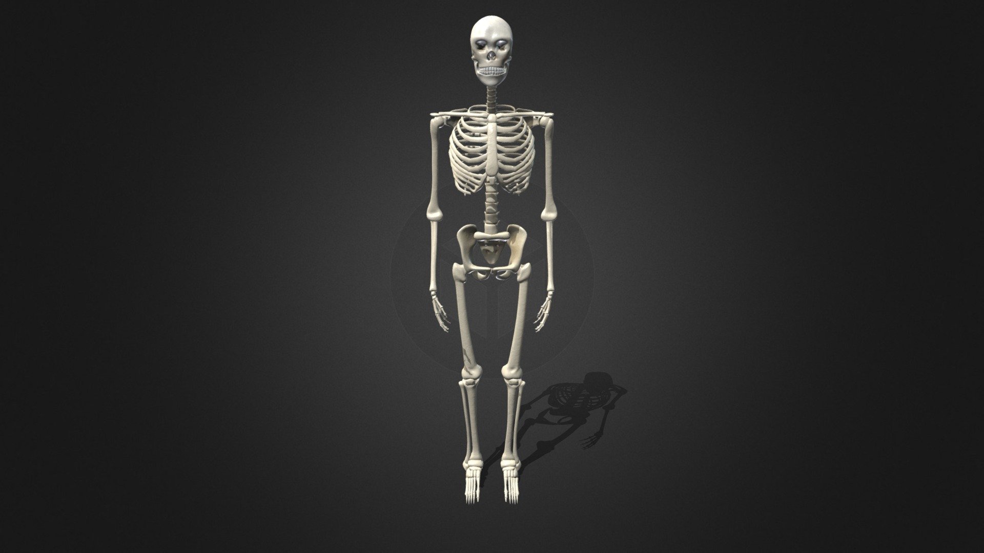 Skeleton - 3D model by Kartick972003 [7dfabec] - Sketchfab