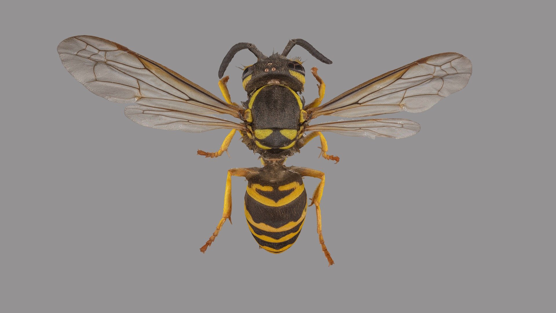 Vespula maculifrons Appleton, WI - 3D model by VirNat [7dfbc00] - Sketchfab