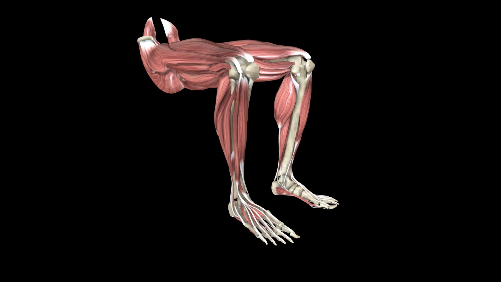 Foot & Ankle - External Rotation: Male - 3D model by IU Indianapolis ...