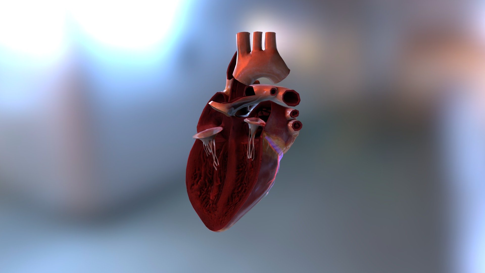 heart slice - Download Free 3D model by sammite (@sammite86) [7e06275 ...