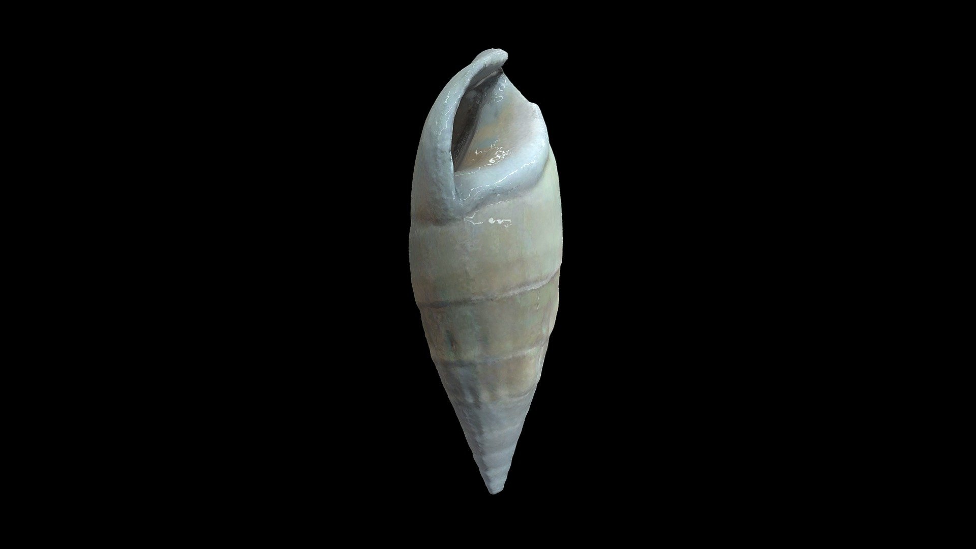 Shell 31 - Rhinoclavis vertagus (Common creeper) - Download Free 3D ...