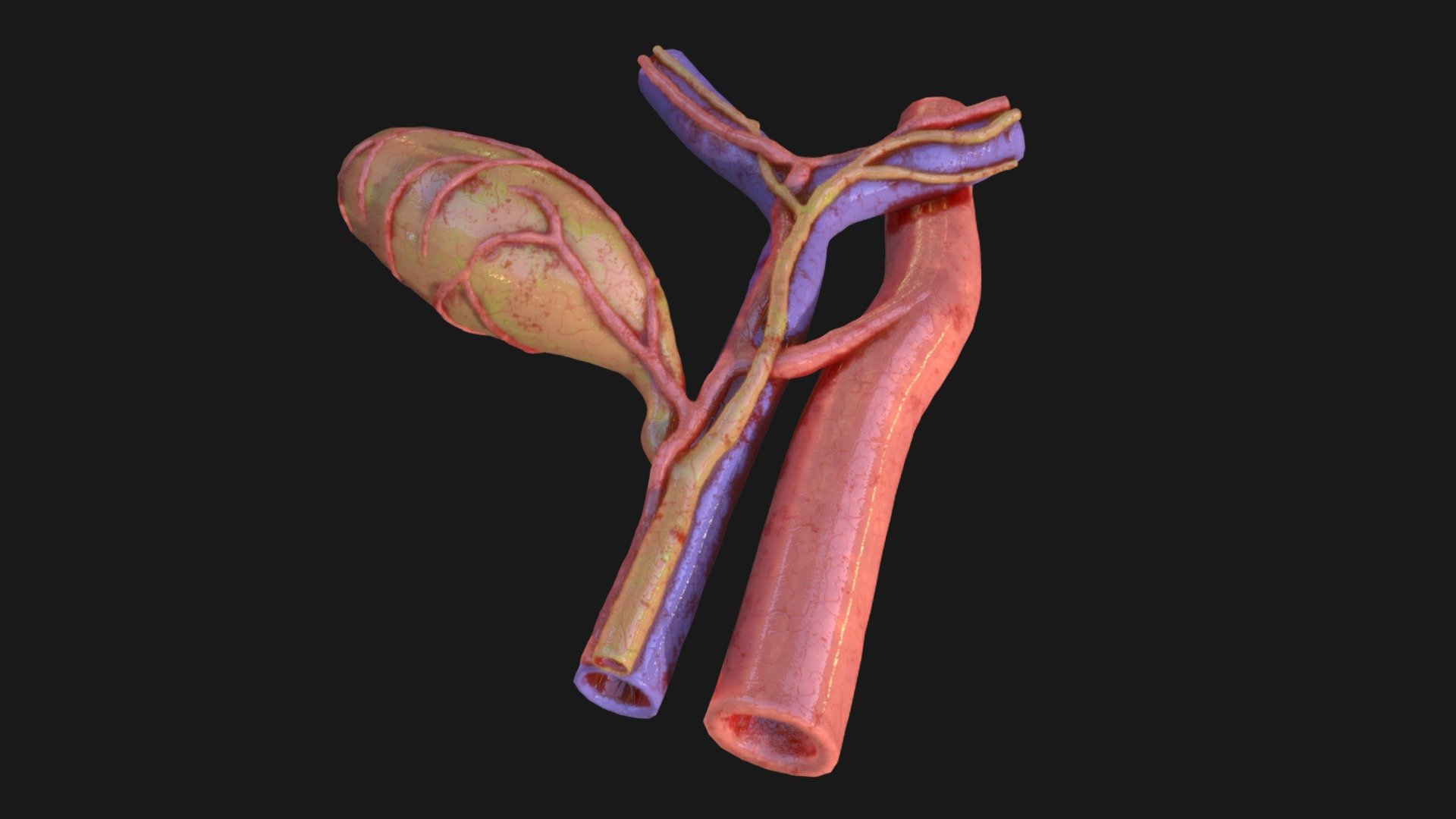 Gallbladder - 3D model by Flizard [7e11b22] - Sketchfab