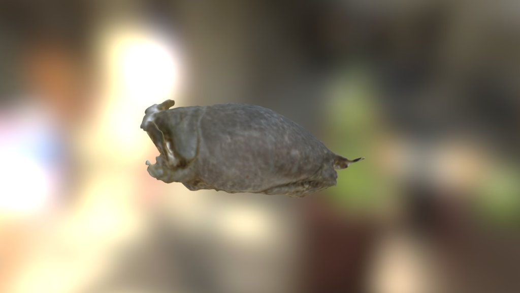 TATUIRA - 3D model by marcos.macagnan [7e14797] - Sketchfab