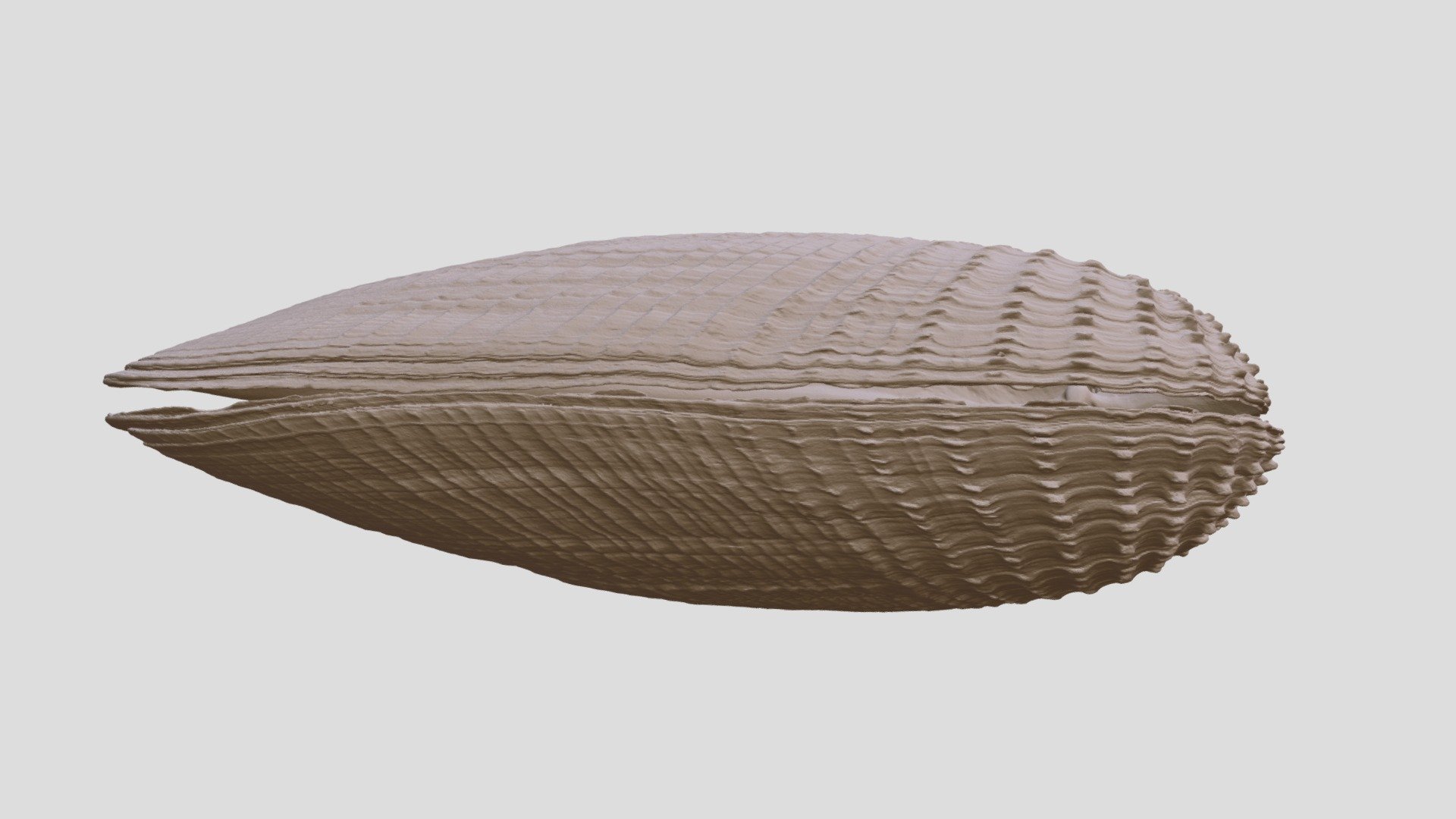 Petricolaria pholadiformis (BMSM:T7) - 3D model by Biodiversity ...