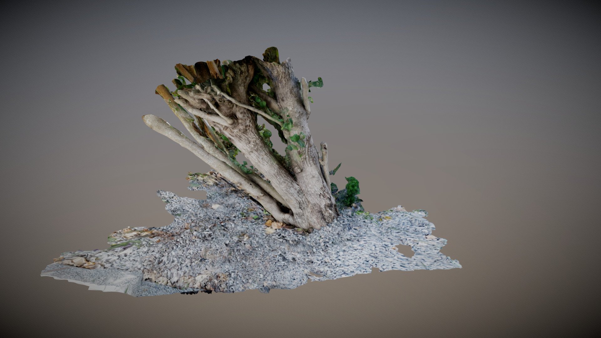 50,000 Poly Partial Tree Scan - Download Free 3D model by ubermeisters ...