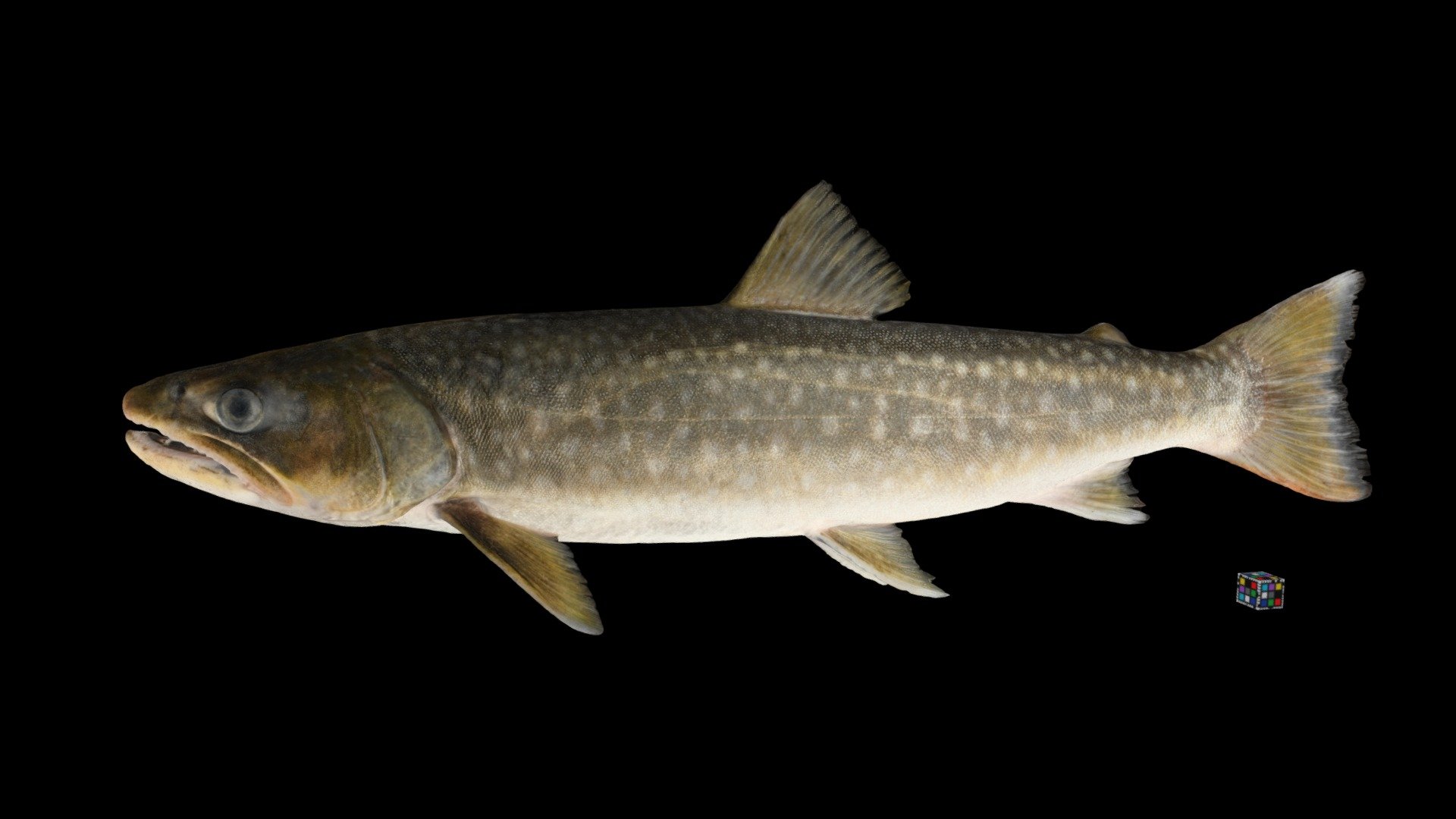 CC0 アメマス エゾイワナ 🐟 ♂ White-spotted Charr - Download Free 3D model by ...