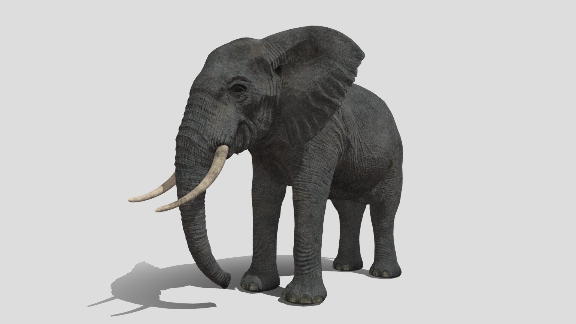 African Elephant - Buy Royalty Free 3D model by SQUIR3D [7e2d4d2 ...