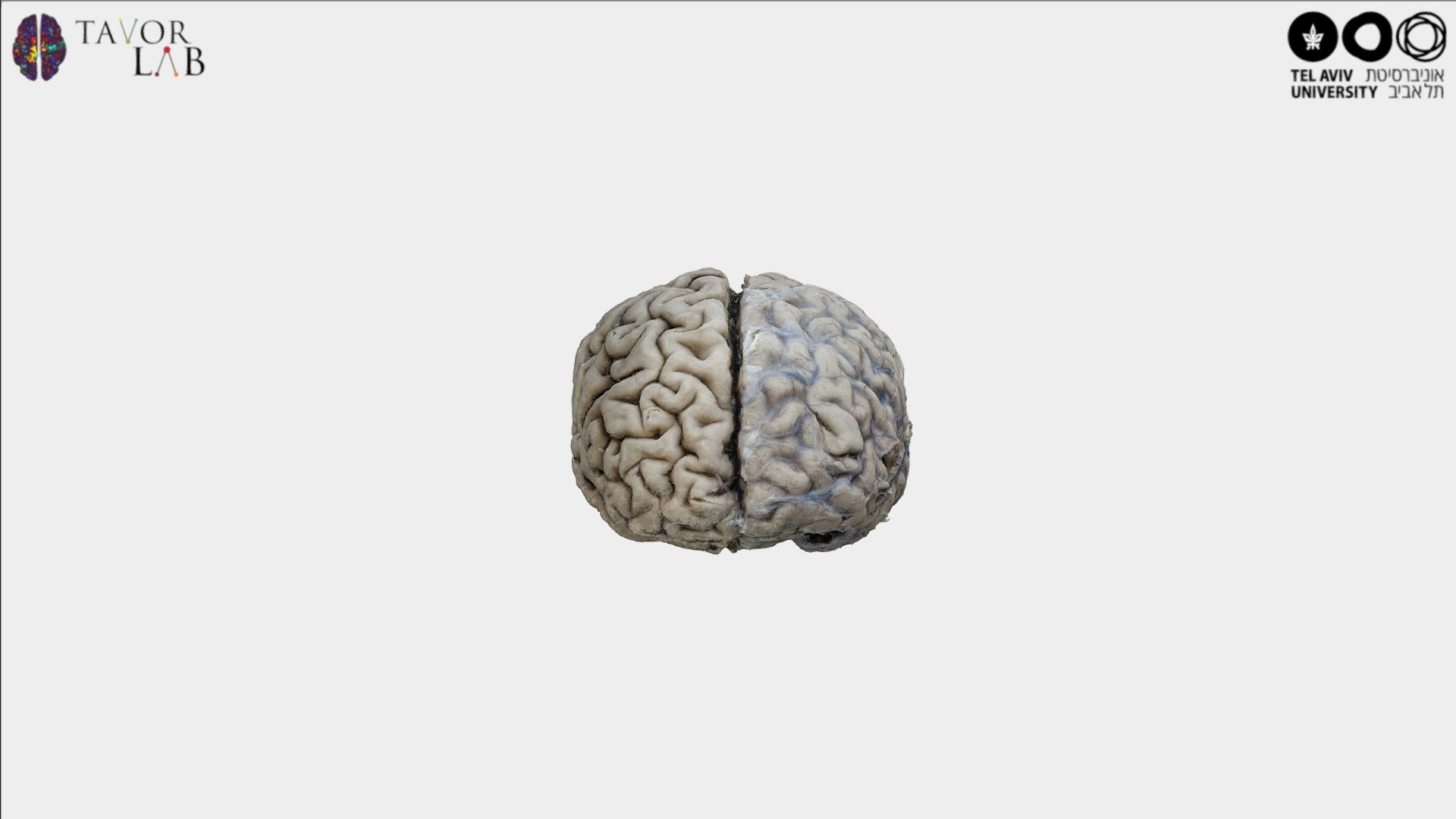 Whole brain - main gyri and sulci annotations - 3D model by TavorLab ...