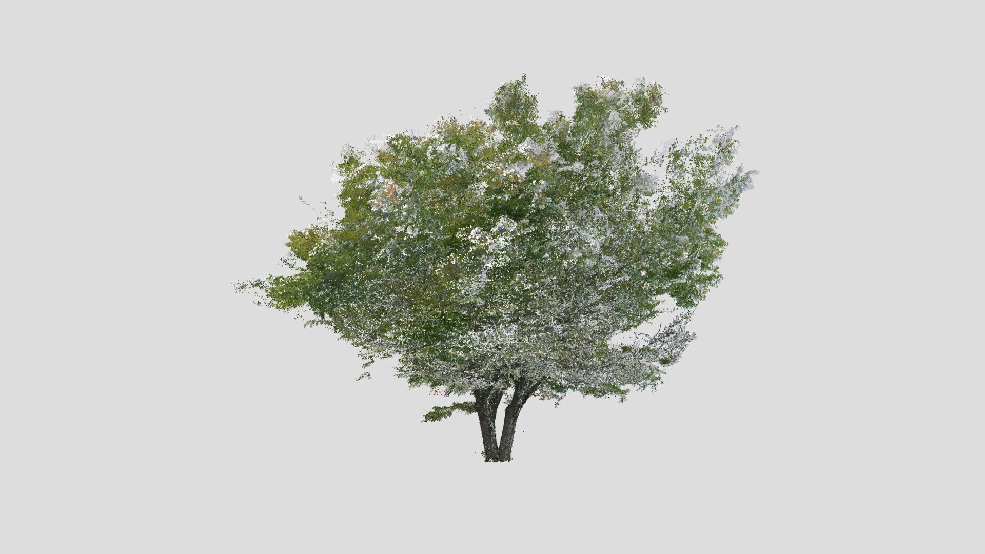 Tree Point Cloud - Buy Royalty Free 3D model by magnum_opus (@tree ...