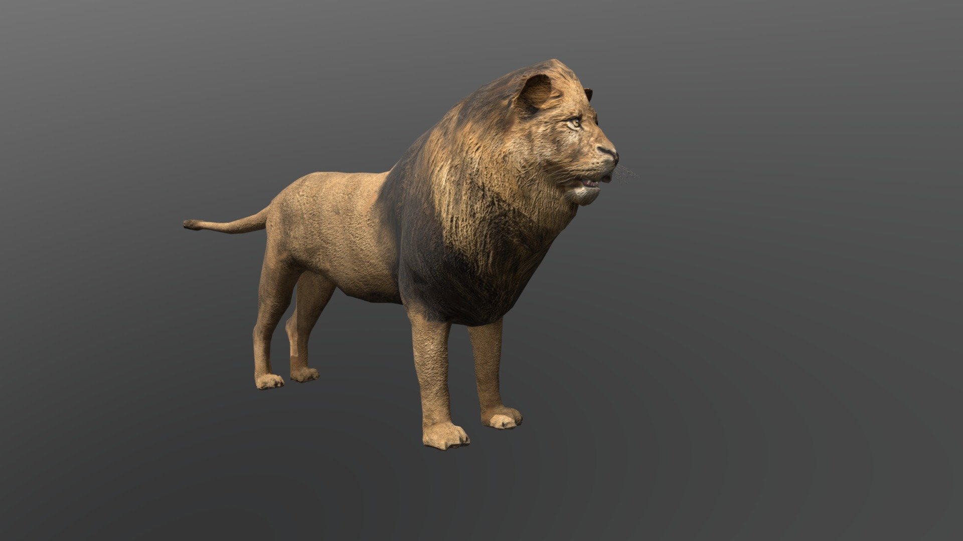 Lion - Buy Royalty Free 3D model by 3dlowpoly [7e38415] - Sketchfab Store