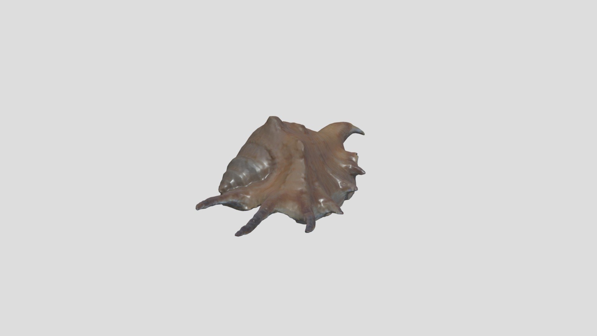 SEASHELL_4 - Buy Royalty Free 3D model by GeneSalad [7e3d19c ...